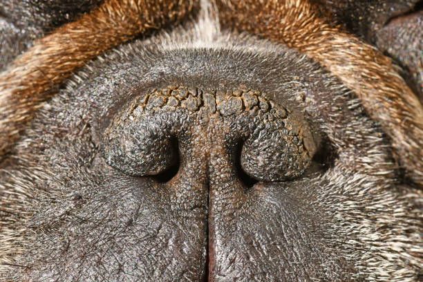 Bulldog Dry Nose: Causes, Treatment & Lava Rock Fix – Bulldog Grade